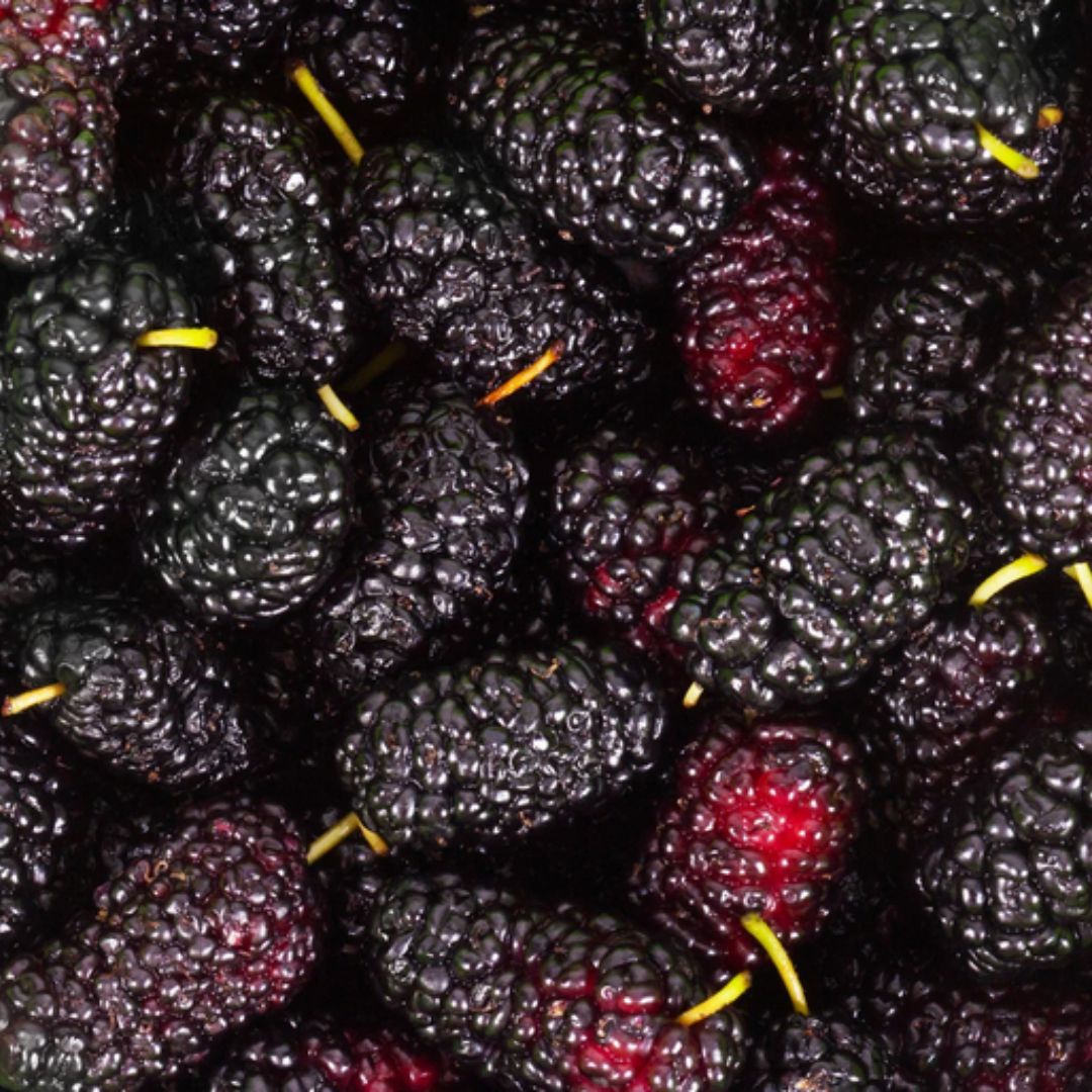 Moruše Černá: Superpotravina s mnoha přínosy